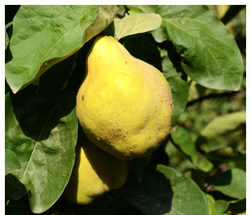 Pepiniera Sosa - Gutui